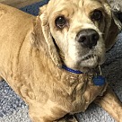 Cocker Spaniel Puppies - Rescue and Adoption Near You