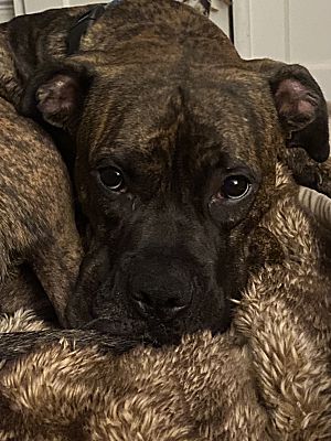 Los Angeles, CA - Boxer. Meet Milo a Pet for Adoption - AdoptaPet.com