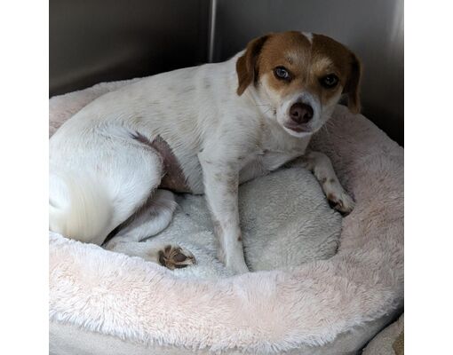 Lakeland, FL - Jack Russell Terrier/Mixed Breed (Medium). Meet Puddin a ...