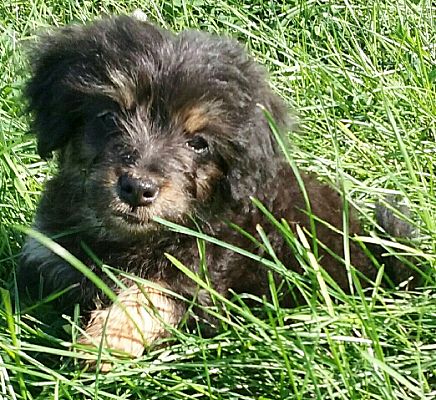 Yorkville, IL - Schnauzer (Miniature)/Australian Shepherd. Meet I'M ...