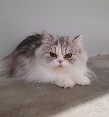 Bolivar, MO - Persian. Meet Feeona a Pet for Adoption - AdoptaPet.com