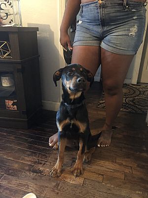 Houston, TX - Rottweiler. Meet Ace a Pet for Adoption - AdoptaPet.com