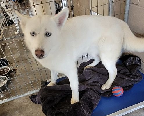 Paris, KY - Siberian Husky. Meet Corn Pops a Pet for Adoption ...