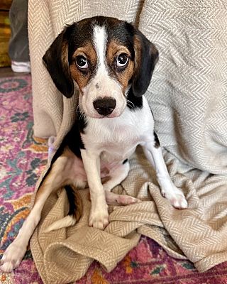Tahlequah, OK - Beagle. Meet Stuart a Pet for Adoption - AdoptaPet.com