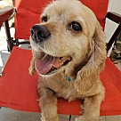 Cocker Spaniel Puppies - Rescue and Adoption Near You