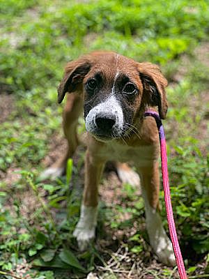 Springfield, VA - Boxer/Golden Retriever. Meet Sarah a Pet for Adoption ...
