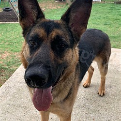 Baltimore, MD - German Shepherd Dog. Meet Chloe a Pet for Adoption ...