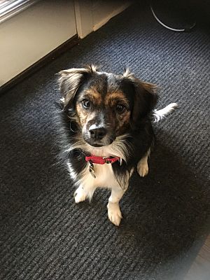 Atlanta, GA - Border Collie/Dachshund. Meet Link a Pet for Adoption ...