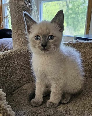 New York, NY - Siamese. Meet George a Pet for Adoption - AdoptaPet.com