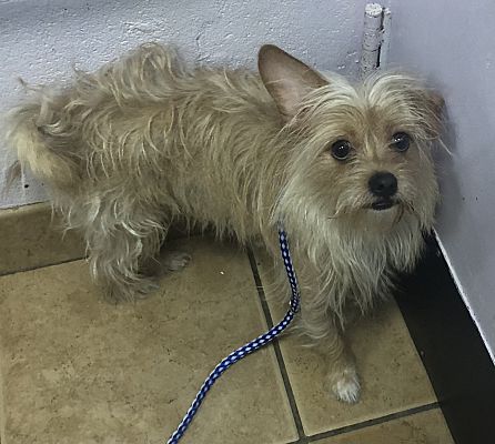Oak Ridge, NJ - Yorkie, Yorkshire Terrier/Brussels Griffon. Meet Reeses ...