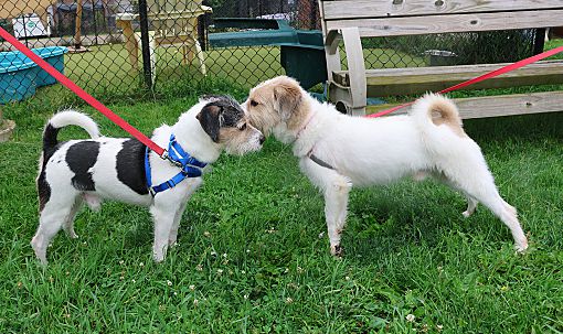 Harrison, NY - Terrier (Unknown Type, Medium). Meet Henry & Maxwell a ...