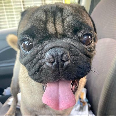 New York, NY - Pug. Meet ELMO THE PUG a Pet for Adoption - AdoptaPet.com