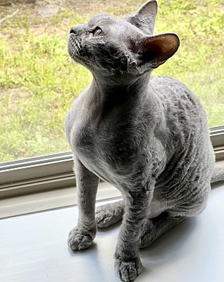 Richmond, TX - Devon Rex. Meet bleu a Pet for Adoption - AdoptaPet.com
