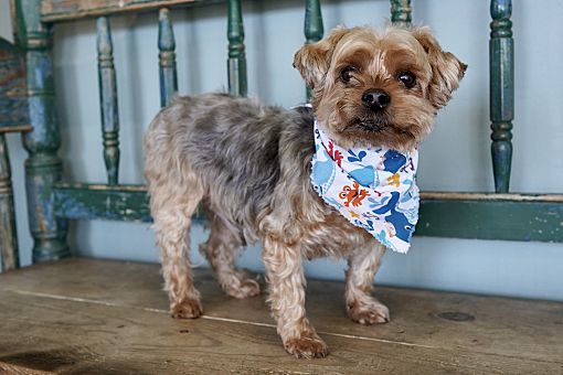 San Antonio, TX - Yorkie, Yorkshire Terrier/Lhasa Apso. Meet Benjamin a ...