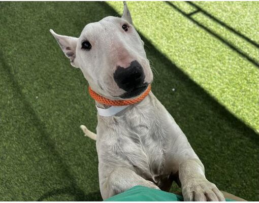 Phoenix, AZ - Bull Terrier. Meet BETTY a Pet for Adoption - AdoptaPet.com