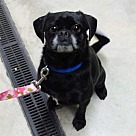 Pug Puppies - Pug Rescue and Adoption Near You