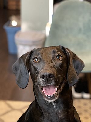 Carmel, IN - Labrador Retriever/Treeing Walker Coonhound. Meet Cali a ...