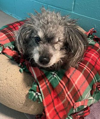 Tucson, AZ - Poodle (Miniature). Meet SCRUFFY a Pet for Adoption ...
