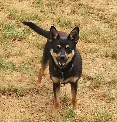 Bethlehem, GA - Miniature Pinscher/Pomeranian. Meet Topper a Pet for ...
