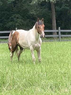 Baton Rouge, LA - Paint/Pinto. Meet Leonardo Da vinci a Pet for ...