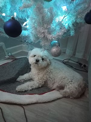 Philadelphia, PA - Shih Tzu/Pug. Meet Oatmeal a Pet for Adoption ...