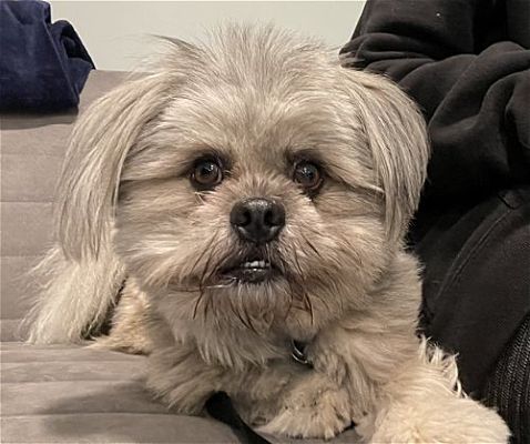 Clarkston, MI - Maltese/Shih Tzu. Meet Chuck Norris a Pet for Adoption ...