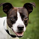 Boston Terrier Puppies - Boston Terrier Rescue and Adoption