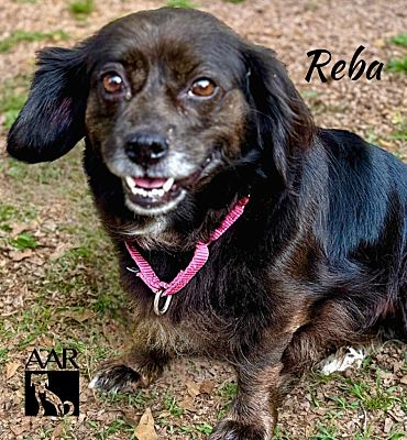 Magnolia, TX - Papillon/Cocker Spaniel. Meet Reba a Pet for Adoption ...