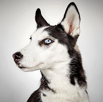 New York, NY - Siberian Husky. Meet Harris a Pet for Adoption ...