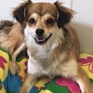 Papillon Puppies - Papillon Rescue and Adoption Near You