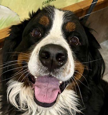 Mishawaka, IN - Bernese Mountain Dog. Meet Alpine Allen a Pet for ...