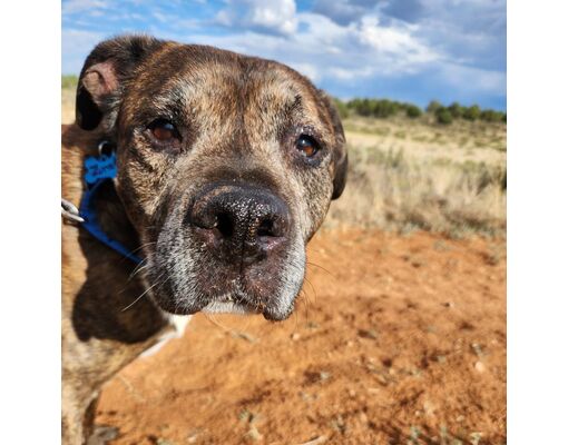 Kanab, UT - American Pit Bull Terrier/Mixed Breed (Medium). Meet Zurich ...