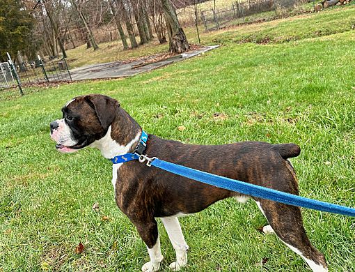 Osgood, IN - Boxer. Meet Mylo a Pet for Adoption - AdoptaPet.com