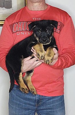 Pittsburgh, PA - German Shepherd Dog/Labrador Retriever. Meet Rocco a ...