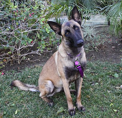 Newport Beach, CA - Belgian Malinois. Meet LULU a Pet for Adoption ...