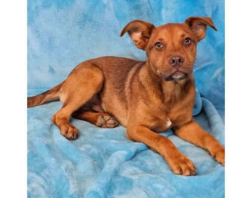 Staten Island, NY - Terrier (Unknown Type, Medium)/Mixed Breed (Medium ...