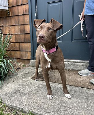 Southbury, CT - Labrador Retriever/Doberman Pinscher. Meet Cinnamon ...