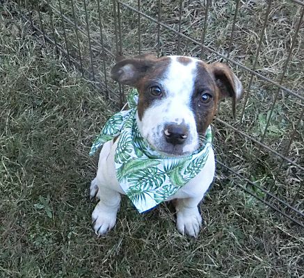 Southbury, CT - Boxer/English Pointer. Meet Cup Cake ~ meet me! a Pet ...