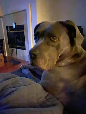 Tracy, CA - Cane Corso. Meet Mila a Pet for Adoption - AdoptaPet.com