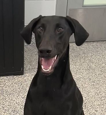 Golden, CO - Doberman Pinscher. Meet Nova a Pet for Adoption ...