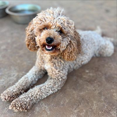 Oklahoma City, OK - Cockapoo. Meet Ruby a Pet for Adoption - AdoptaPet.com