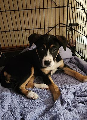 Alma, WI - Labrador Retriever. Meet Haven a Pet for Adoption ...