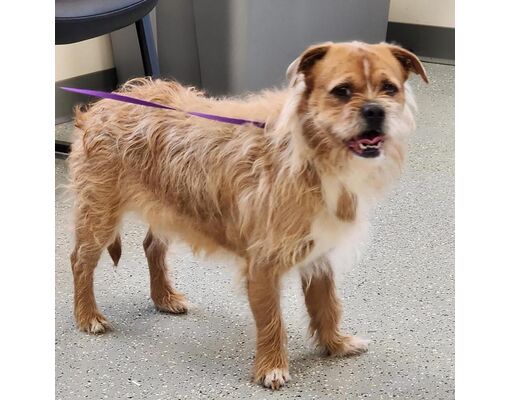 Washington, DC - Terrier (Unknown Type, Medium)/Mixed Breed (Medium ...