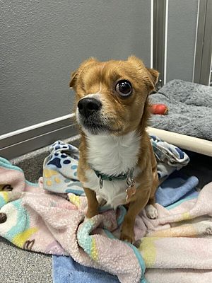Silverdale, WA - Jack Russell Terrier. Meet Tiny Boss a Pet for ...