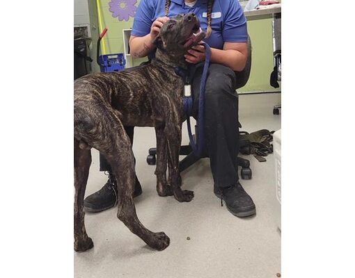 Indianapolis, IN - Cane Corso. Meet JIM a Pet for Adoption - AdoptaPet.com