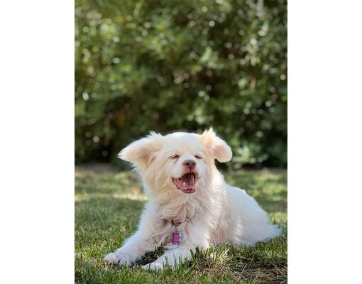 Las Vegas, NV - Cocker Spaniel/Pomeranian. Meet Angel a Pet for ...