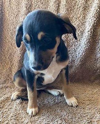 Pittsburgh, PA - Beagle/English Pointer. Meet Cessna a Pet for Adoption ...