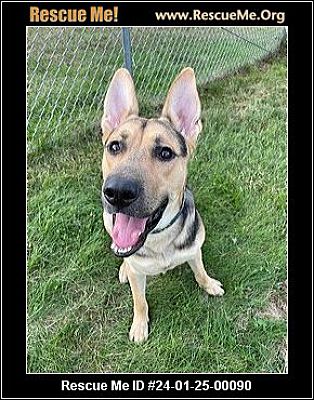 White Plains, MD - German Shepherd Dog. Meet King a Pet for Adoption ...