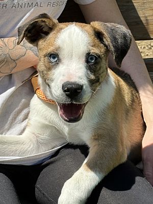 Sparta, NJ - Australian Shepherd/Beagle. Meet Ross a Pet for Adoption ...