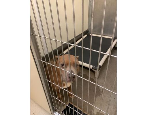 Springfield, IL - American Bulldog. Meet MAX a Pet for Adoption ...